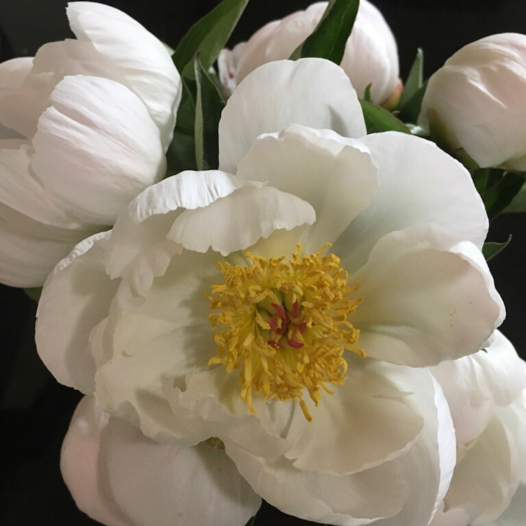 All products - Alaska Flower Girls Peony Farm