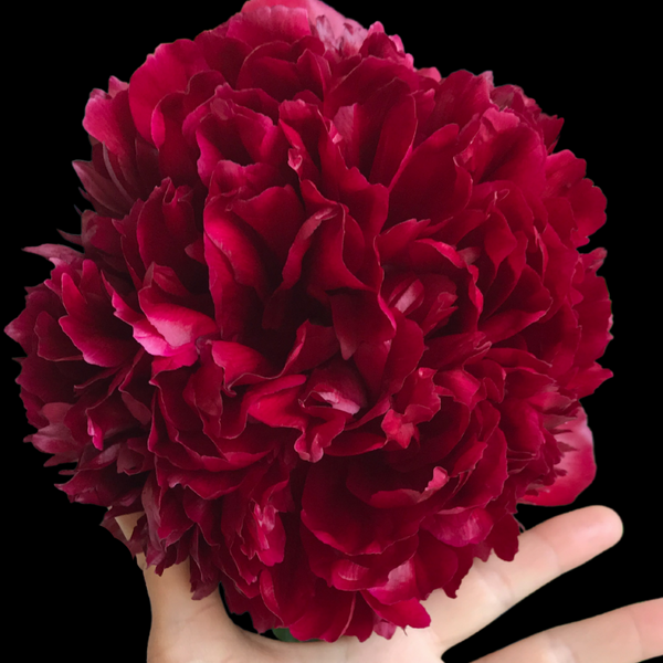 Red Peonies in July & August
