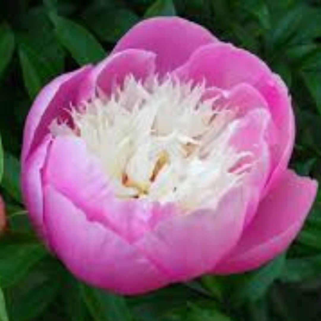 All products - Alaska Flower Girls Peony Farm